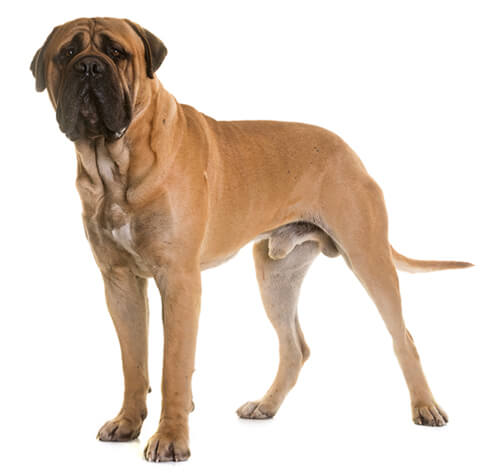 Bullmastiff: Steckbrief, Charakter & weitere Tipps | Purina AT