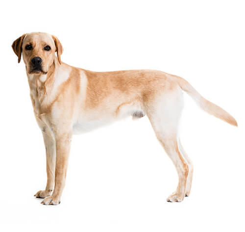 Labrador Retriever: Charakter, Steckbrief & weitere Tipps | Purina AT