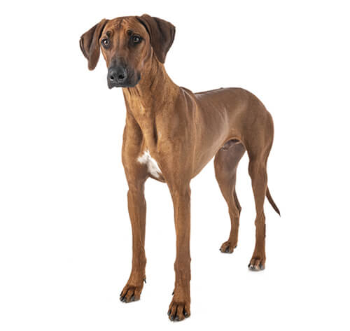 Rhodesian Ridgeback: Steckbrief, Charakter & weitere Tipps | Purina AT