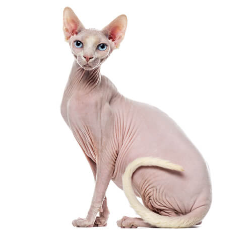 Sphynx-Katze: Steckbrief, Charakter & weitere Tipps | Purina