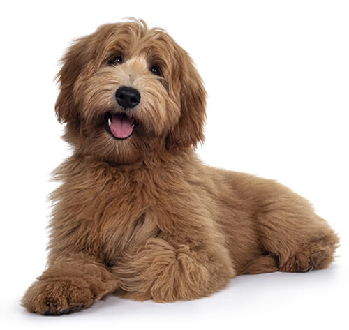 Labradoodle: Charakter, Steckbrief & weitere Tipps | Purina AT