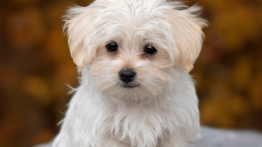 Mittelgroße Hunderassen - alles auf einen Blick | PURINA