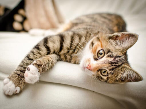 PURINA Club Junior! Der Ratgeber für Besitzer eines Kätzchens |Purina