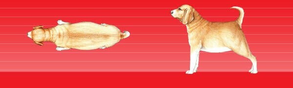 Übergewicht beim Hund – Was tun? | PURINA